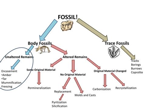 Ppt The Fossilization Flow Chart Powerpoint Presentation Free Download Id5454856