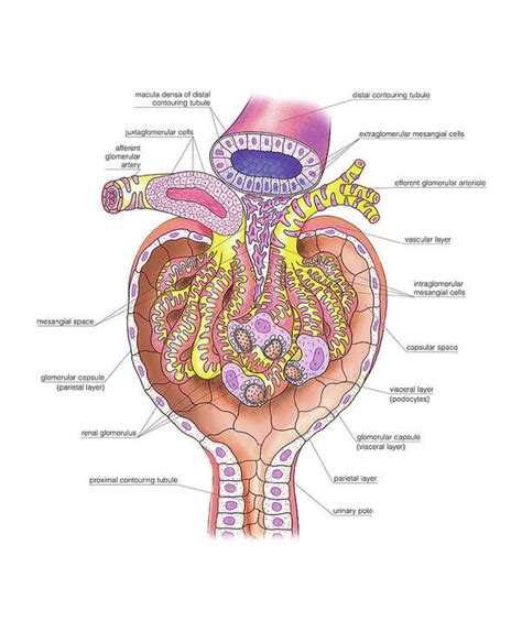 Renal Corpuscle 2 Art Print By Science Photo Library Science Photo
