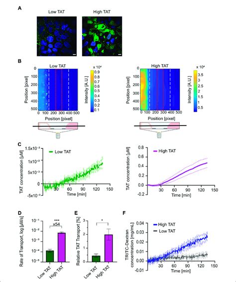 Live Cell Imaging Based Uptake And Transport Quantification Of Tat For