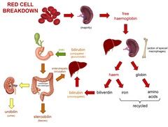 Liver Function Tests Quizlet