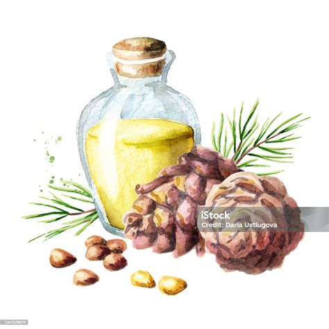 원두와 견과류를 곁들인 삼나무 에센셜 오일 병 흰색 배경에 격리 된 손으로 그린 수채화 그림 건강관리와 의술에 대한 스톡 벡터 아트 및 기타 이미지 Istock