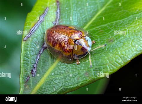 A Geiger Tree Tortoise Beetle Physonota Calochroma On A Geiger Tree