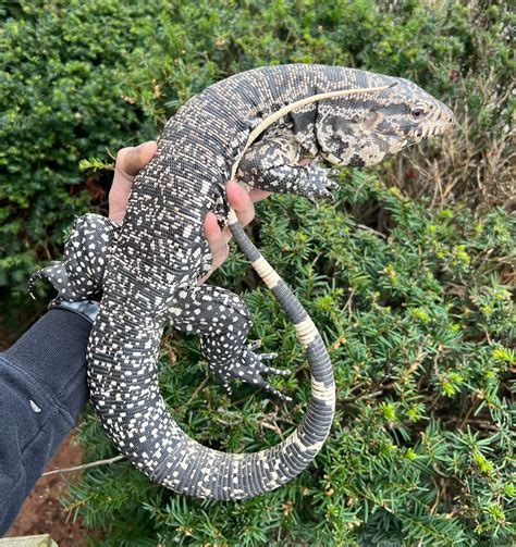 Adult Argentine Black And White Tegu Male Scales And Tails Of Ohio
