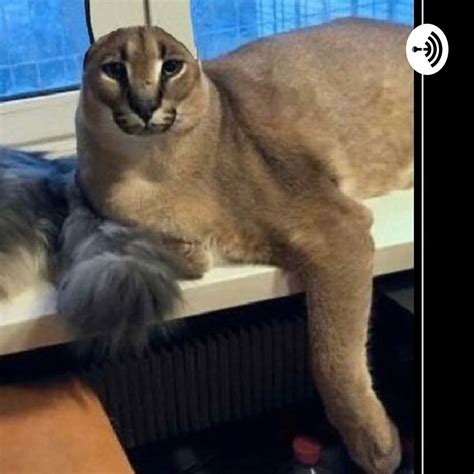 „caveman Noises Unga Bunga“ Podcast Apple Podcasts