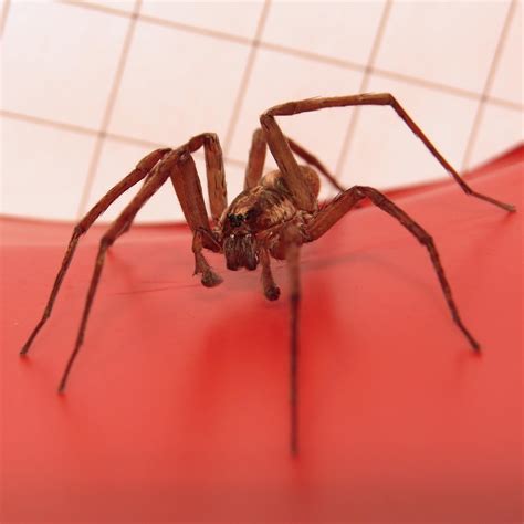 Florida False Wolf Spider Ctenus Captiosus Rspiders