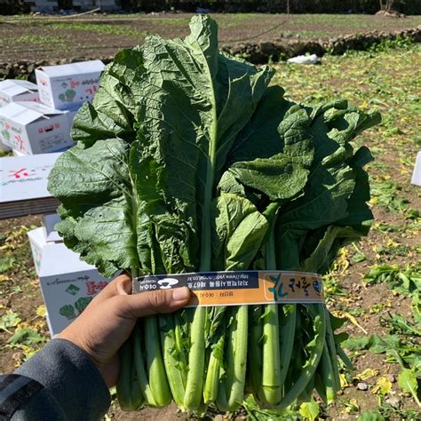 갓 효능 9가지 및 성분과 갓 음식 종류 굿라이프