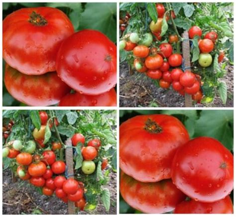Гном томат Варата Dwarf Waratah Томат Семена Tomate Samen | eBay