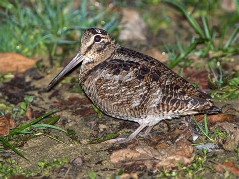 Вальдшнеп (Животный мир Восточно- Казахстанской Области) · BioDiversity4All