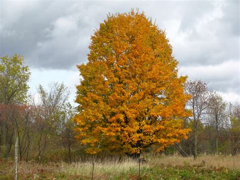 картинки дерево падать Осень Рыжих время года листья Лиственный Роща Лесистая