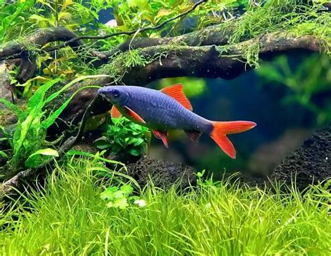 Rainbow Shark Care Tank Size Behavior Diet Tank Mates And Breeding