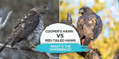 Coopers Hawk Vs Red Tail At Vivian Beck Blog