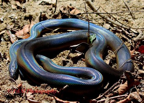 Water Python Liasis Fuscus Water Python Liasis Fuscus Flickr