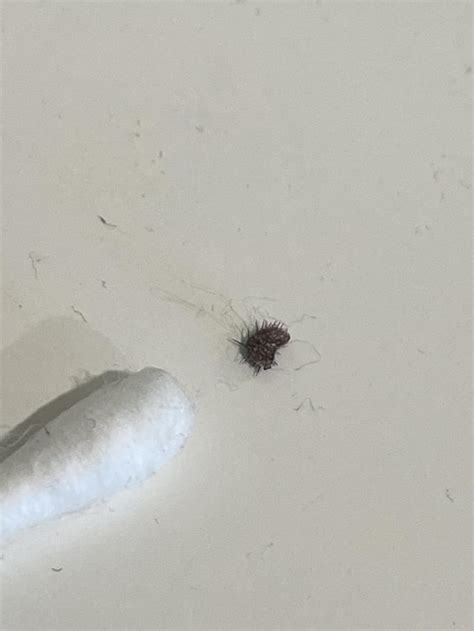 What Is This Bug Specimen Rinsects