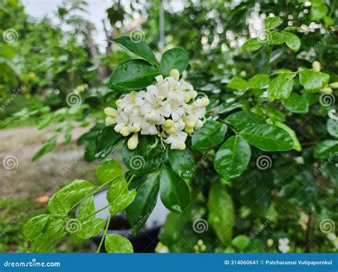 Murraya Paniculata Is A Shrub Or Small Tree It Is An Ornamental Plant