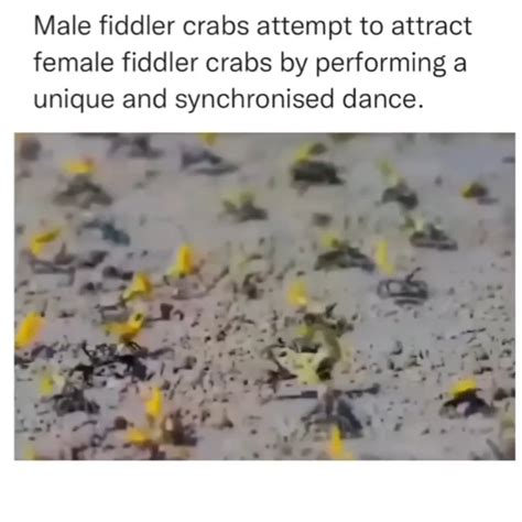 Crabs Hearing The Rythems Rcremposting