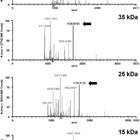 Maldi Tof Analysis Of Caspase Mediated Tdp 43 Fragments Maldi Tof Download Scientific Diagram
