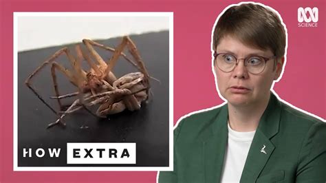 Why Sex Kills Spider Mating REACTION How Extra Love Edition ABC Science YouTube