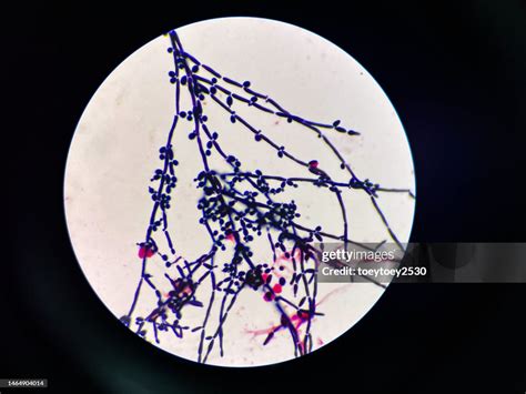 Budding Yeast Microscope