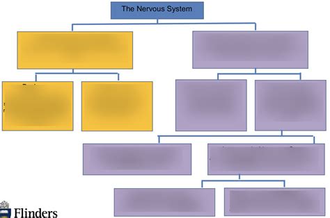 Nervous System Hierarchy Diagram Quizlet