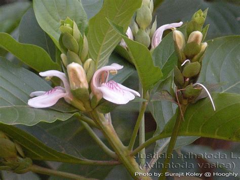 Medicinal Plants Justicia Adhatoda Adhatoda Vasica Addasaramu Vasaka Arusa