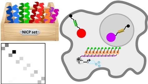 A Tunable Orthogonal Coiled Coil Interaction Toolbox For Engineering Mammalian Cells Research