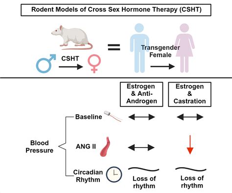 Cross Sex Hormone Therapy Is Associated With Loss Of Circadian Rhythm In The Male Rat Hypertension