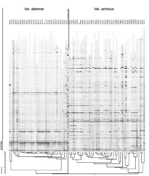 amplified fragment length polymorphism aflp analysis by upgma