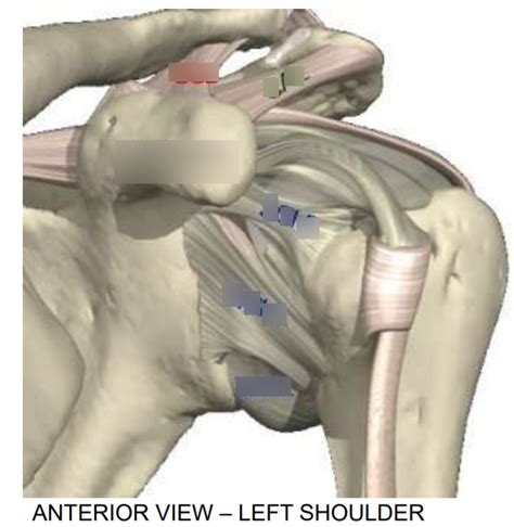 Glenohumeral Ligaments Diagram Quizlet
