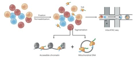 Mitochondrial Single Cell Atac Seq For High Throughput Multi Omic Detection Of Mitochondrial