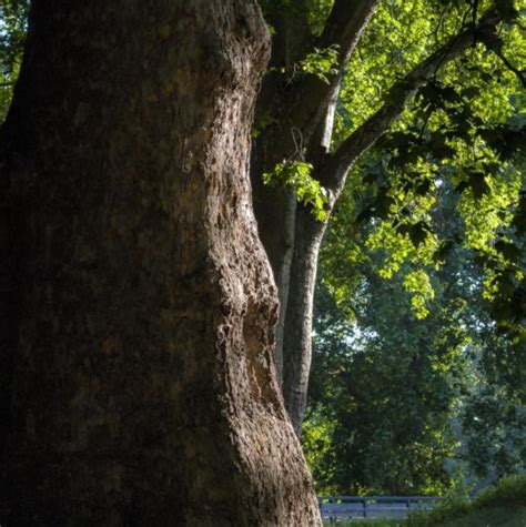 Of The Best Fast Growing Trees To Plant In Your Garden