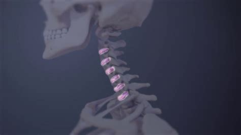 All About The C6 C7 Spinal Motion Segment