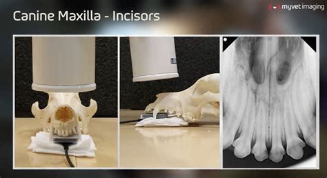 Veterinary Dental Radiograph Software At Ronald Rodriquez Blog