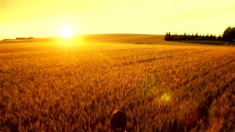 325 Oat Field At Sunset Stock Videos Footage And 4k Video Clips Getty Images
