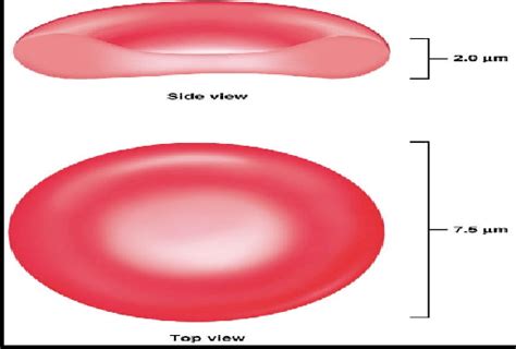 Structure Of Erythrocytes Download Scientific Diagram