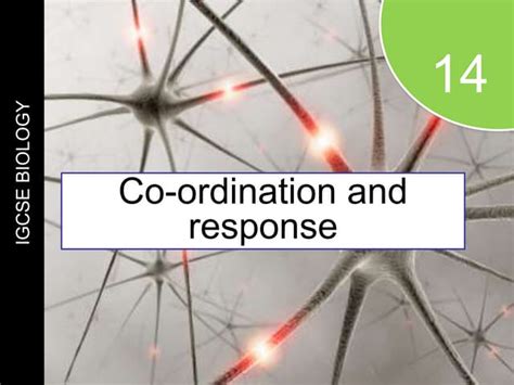 Igcse Bio Co Ordination And Response Pptx