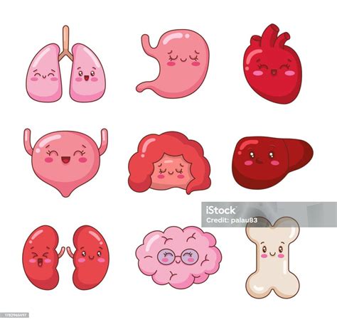 귀여운 만화 웃는 인간 장기 캐릭터 카와이 폐 위 심장 방광 장 간 신장 뇌 뼈 얼굴 손으로 그린 스타일입니다 벡터 그리기