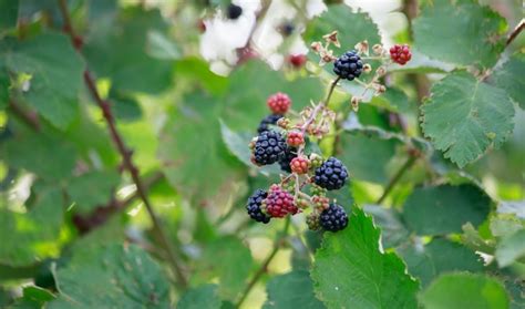 Premium Photo Black Raspberry Bush
