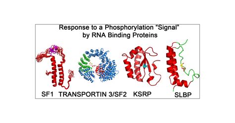 Rna Binding Protein