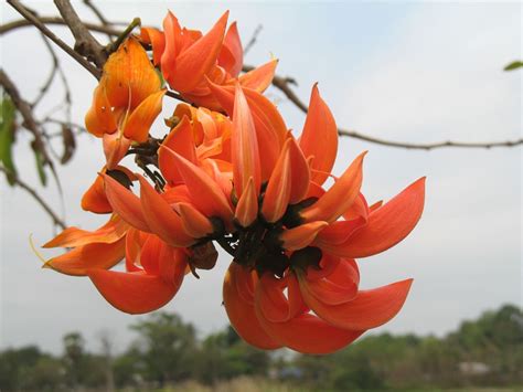 Butea Monosperma Pha Tad Ke Botanical Garden