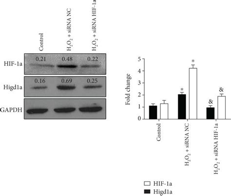 Ros Promote Higd1a Expression By Upregulating Hif 1a A Hif 1a Download Scientific Diagram