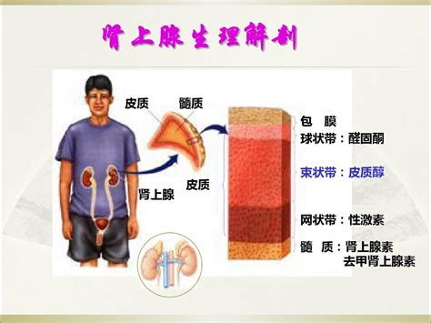 肾上腺皮质功能减退症word文档在线阅读与下载无忧文档