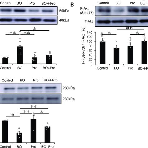 Schematic Illustration Of The Proposed Role Of β Ar Signaling In