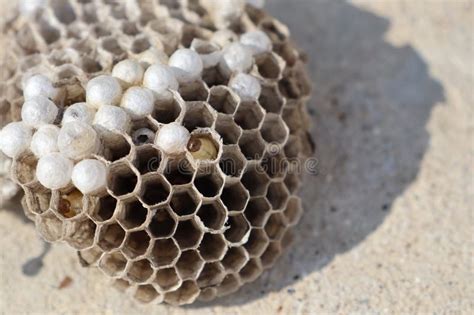 Wasp Nest With Larvae Inside In The Sun Stock Image Image Of Crazy Deserted 298300079