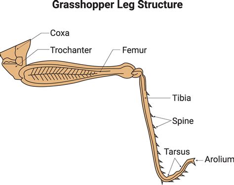 Grasshopper Leg Structure Science Design Illustration Diagram 53578499