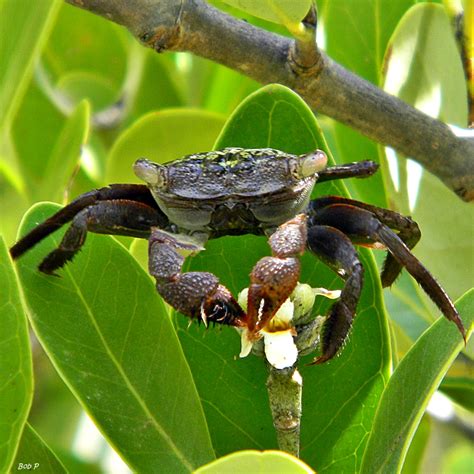 Mangrove Crab