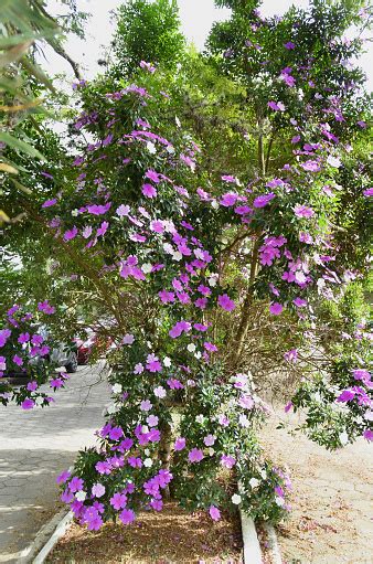 Pohon Tibouchina Mutabilis Penuh Bunga Di Mahkotanya Foto Stok Unduh Gambar Sekarang Istock
