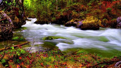 Water Stream On Green Algae Covered Rocks Between Colorful Autumn Trees