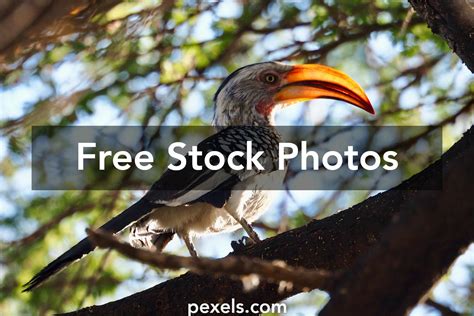 Segmental Analysis Biology Photos Download The Best Free Segmental Analysis Biology Stock