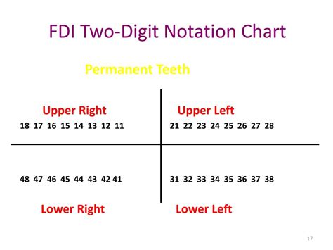 Ppt Teeth Typesformulaeruption Powerpoint Presentation Free Download Id1095816