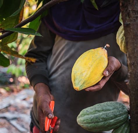 Premium Photo The Hands Of A Cocoa Farmer Use Pruning Shears To Cut The Cocoa Pods Or Fruit